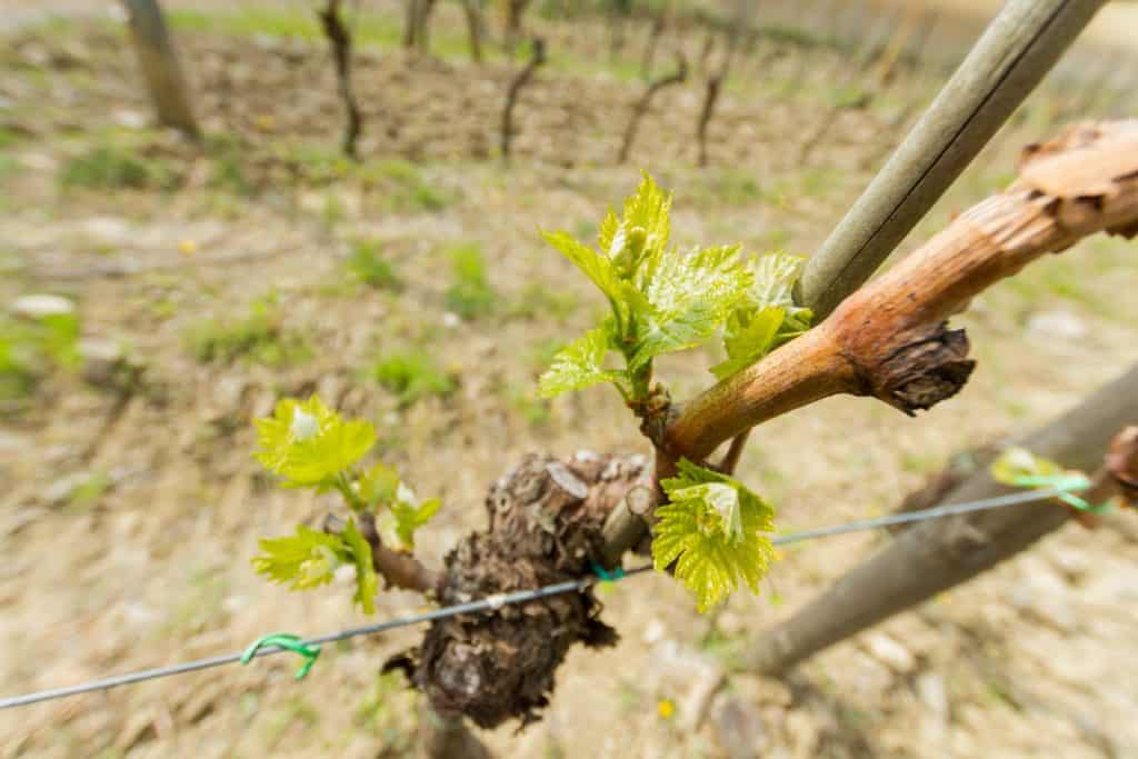 Nuove vigne – Piemaggio